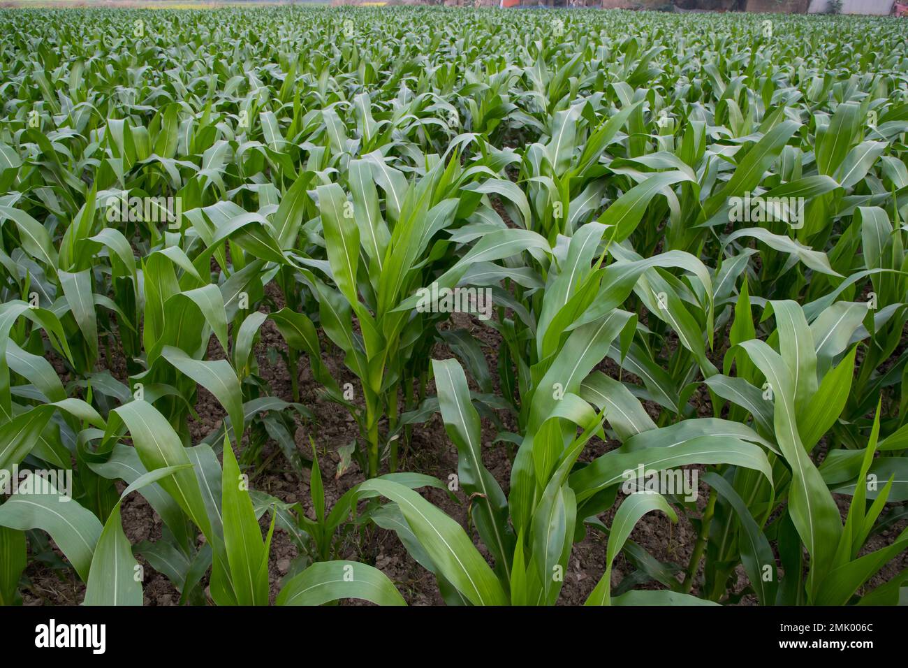 Young green corn plants growing in the field, closeup view Stock Photo ...