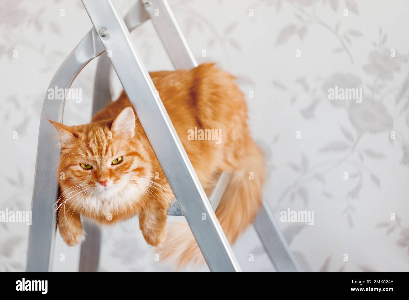 Stepladder ginger hi-res stock photography and images - Alamy