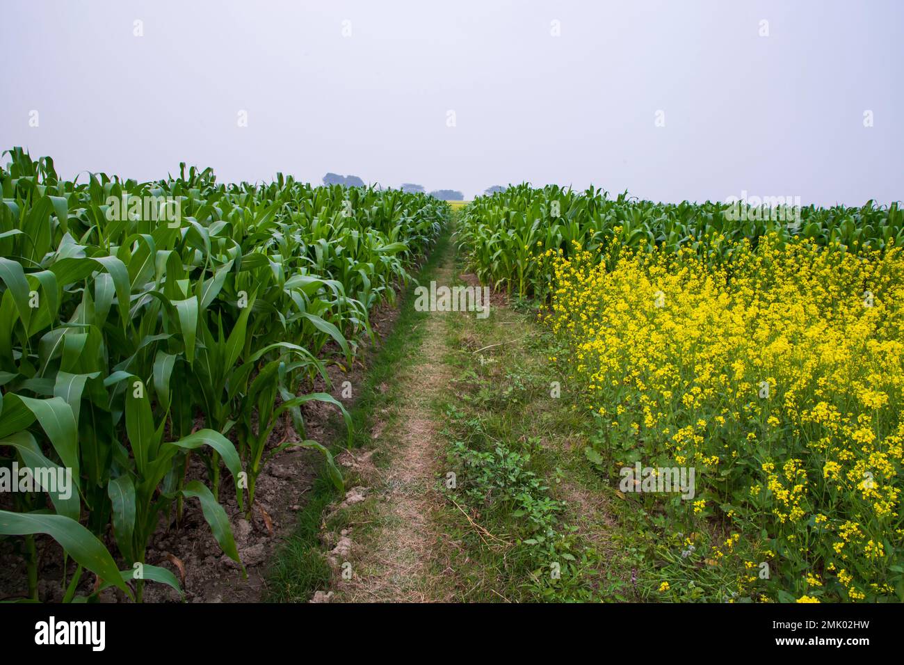 Bright blue corn flowers on hi-res stock photography and images - Alamy