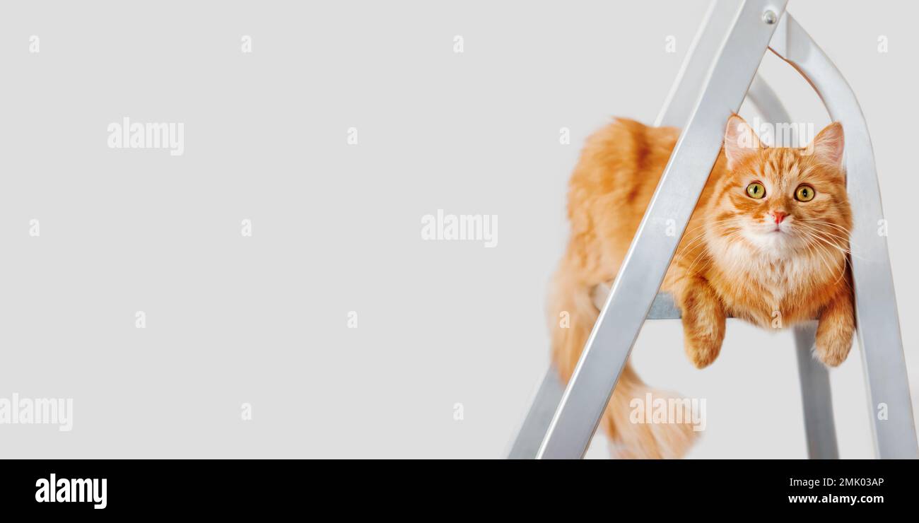 Curious ginger cat sits on metal ladder. Fluffy pet take part in house ...