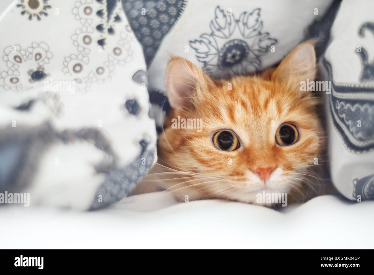 Cute ginger cat is lying in bed under a blanket. Fluffy pet comfortably ...
