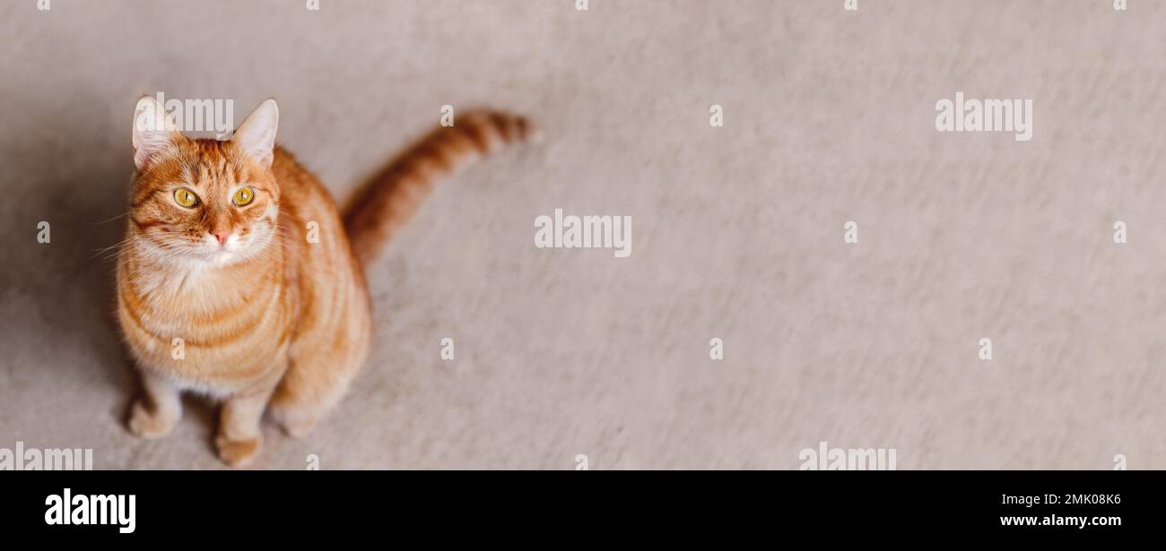 Ginger cat is sitting on beige carpet. Fluffy tabby pet looking ...