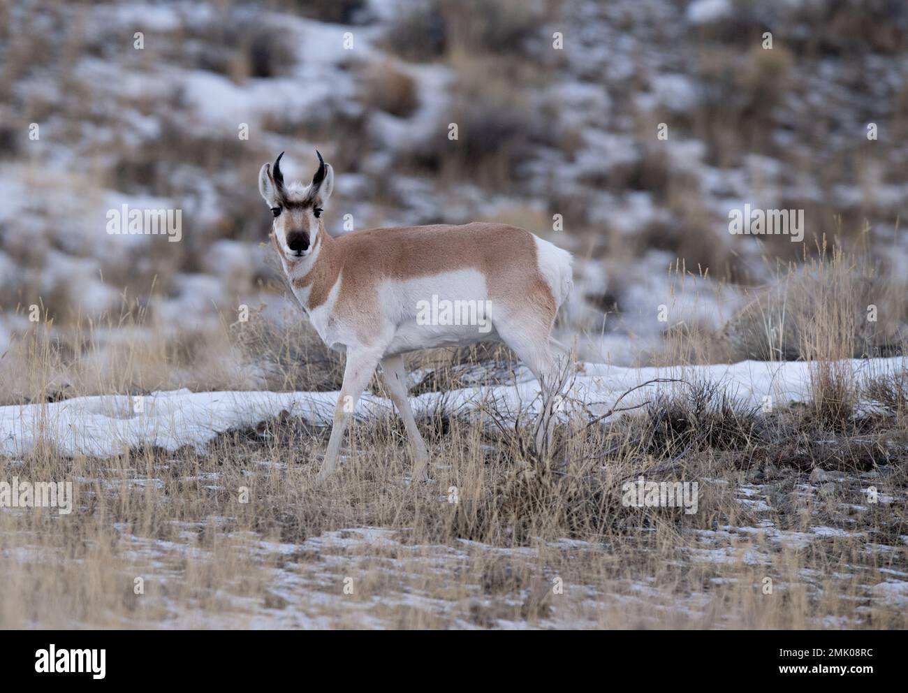 American pronghorn hi-res stock photography and images - Alamy