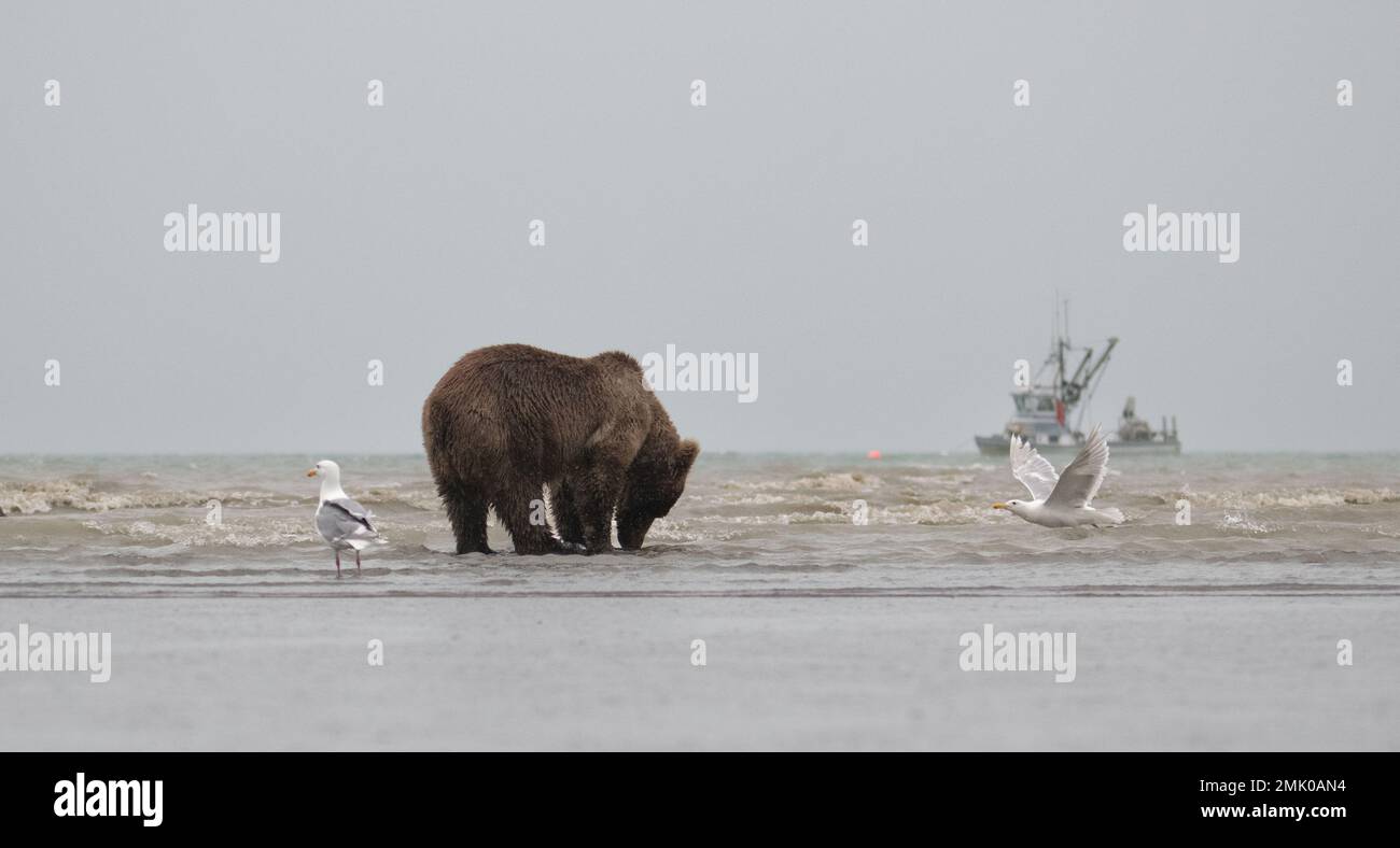 Cook inlet salmon run hi-res stock photography and images - Alamy