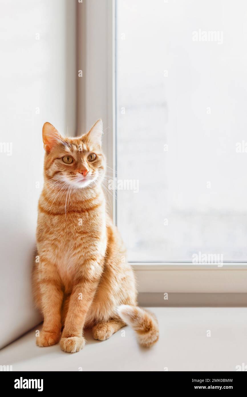 Curious ginger cat sits on window sill. Fluffy pet at home. Domestic ...