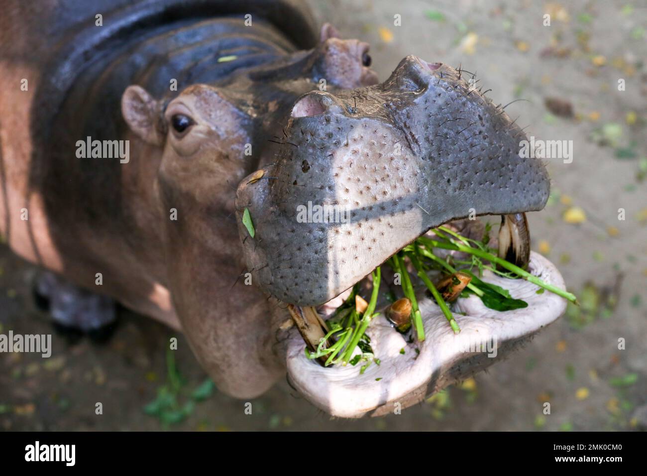Yangon zoological gardens hi-res stock photography and images - Alamy