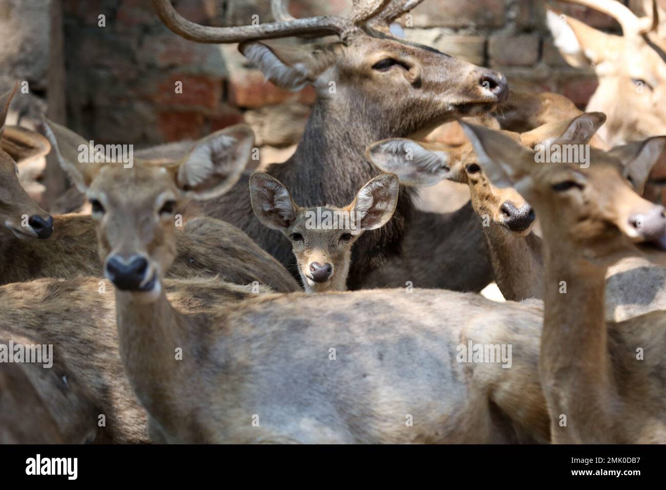 Yangon zoological gardens hi-res stock photography and images - Alamy