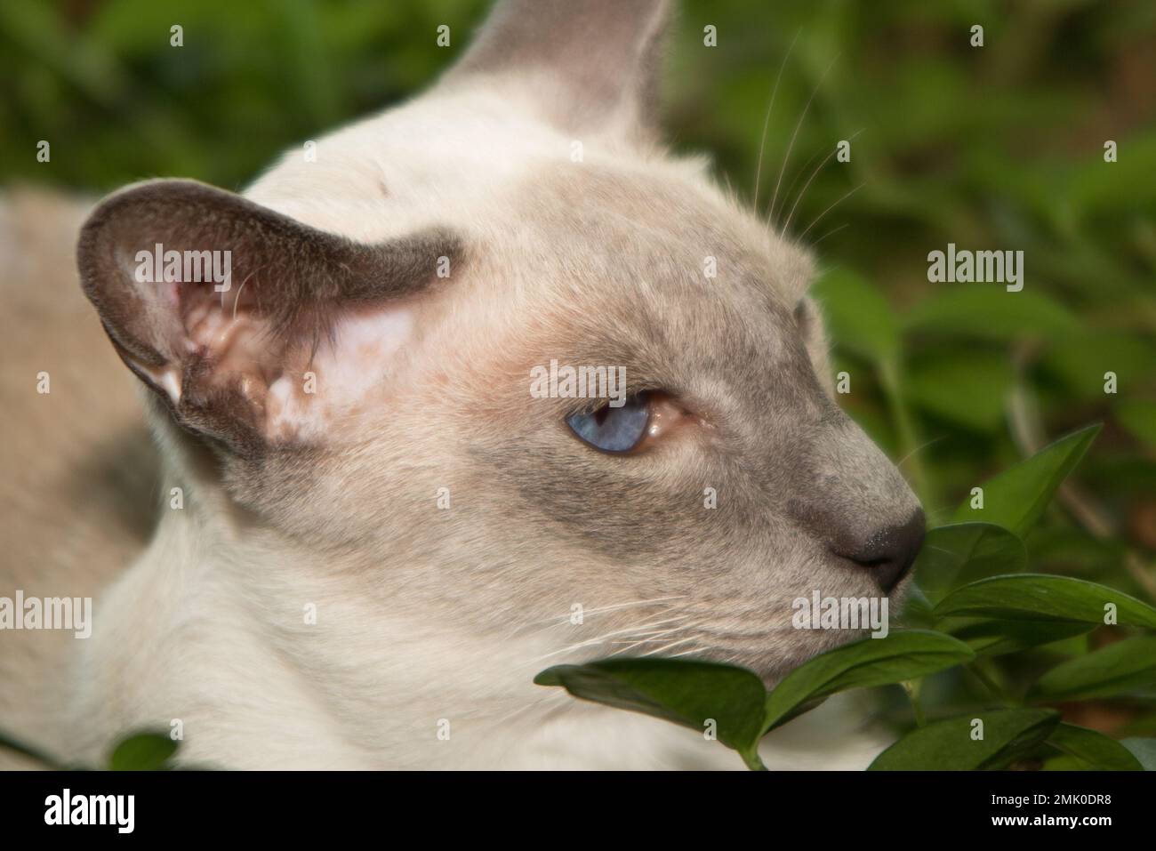 Oriental blue point siamese hi-res stock photography and images - Alamy