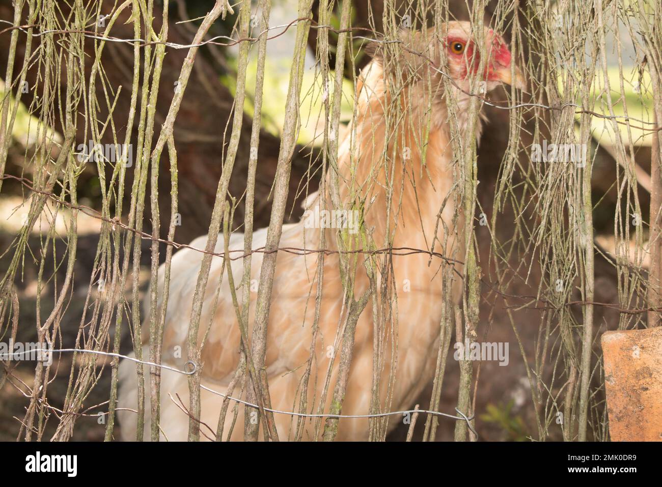 Close up of chicken standing on barn yard with the chicken coop. Free ...