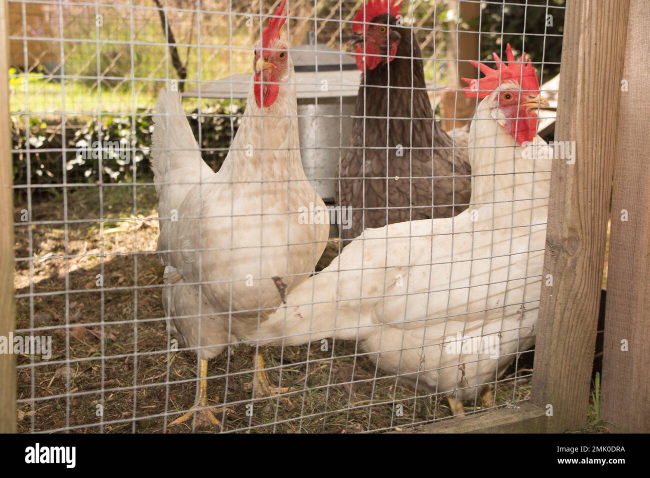 Hens feed on the traditional rural barnyard at sunny day. Close up of ...