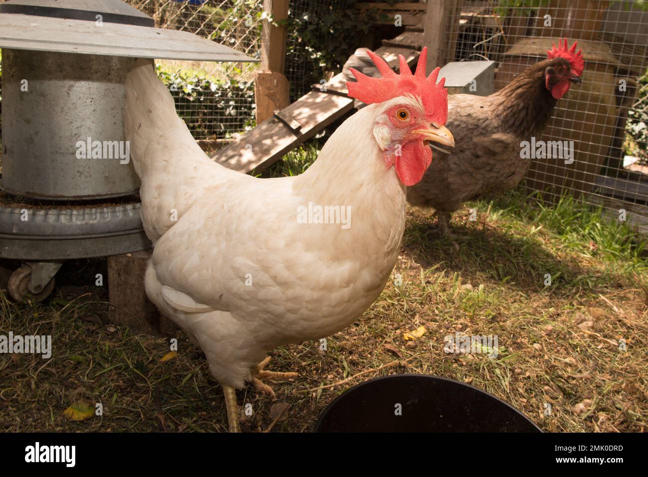 Chicken on a poultry farm in henhouse Stock Photo - Alamy