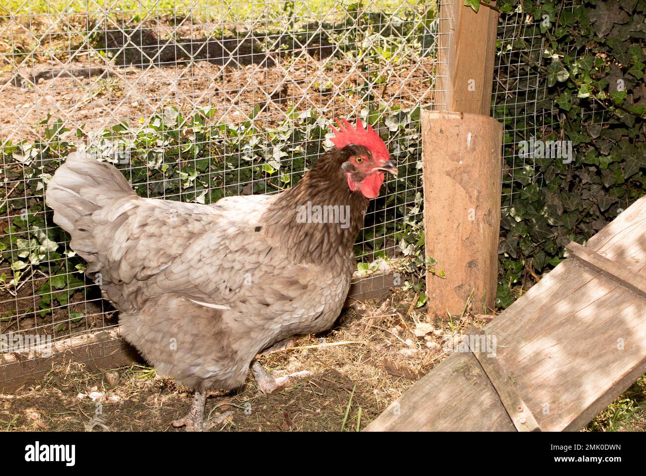grey Chickens in the henhouse walking Stock Photo - Alamy