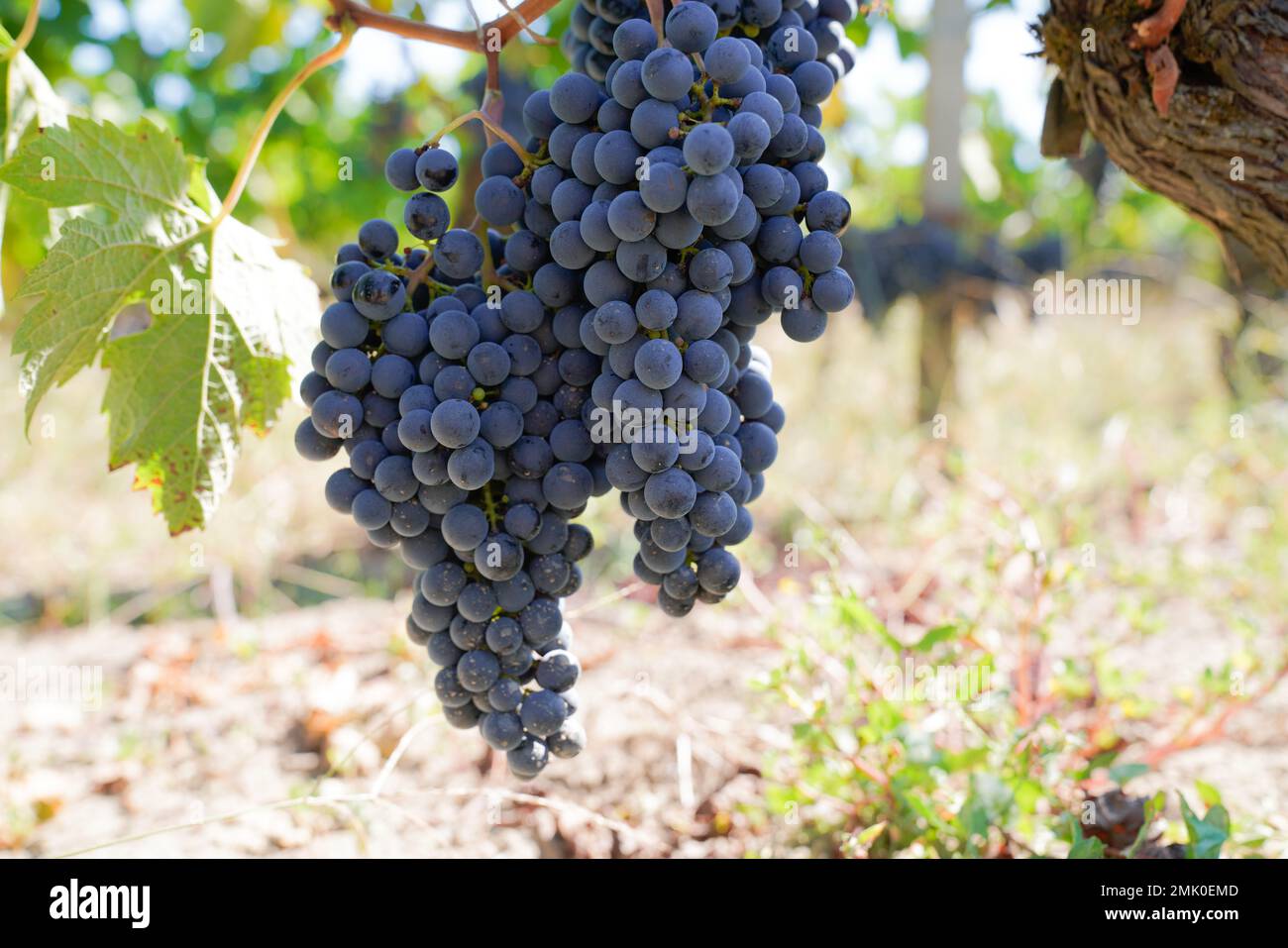 The vintage in medoc hi-res stock photography and images - Alamy