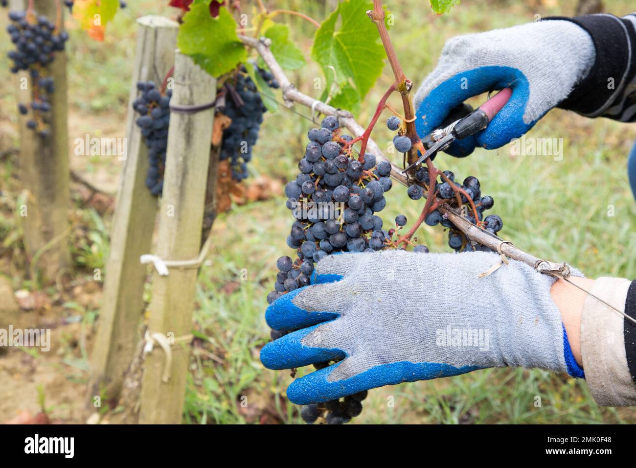 Woman cutting grape scissors hi-res stock photography and images - Alamy