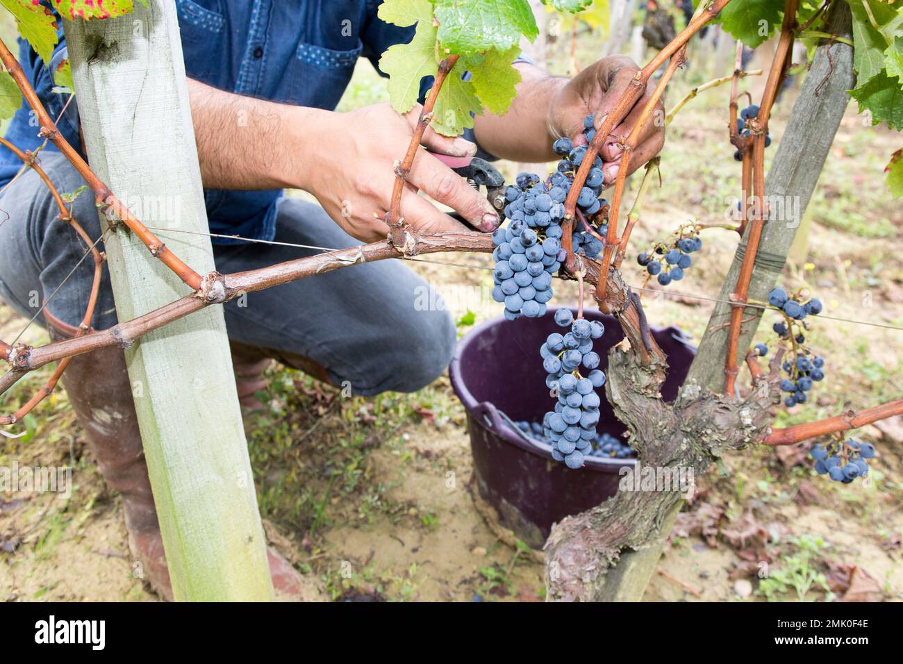 man hands with scissors cutting grape harvesting time bunches Stock Photo - Alamy
