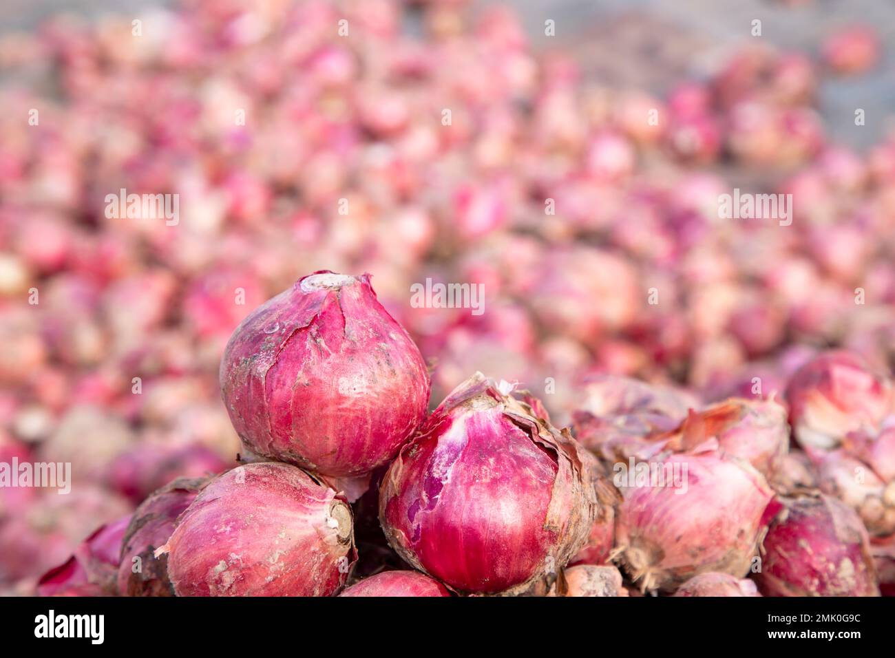 Red onion or shallot on the agriculture field in Bangladesh. selective ...