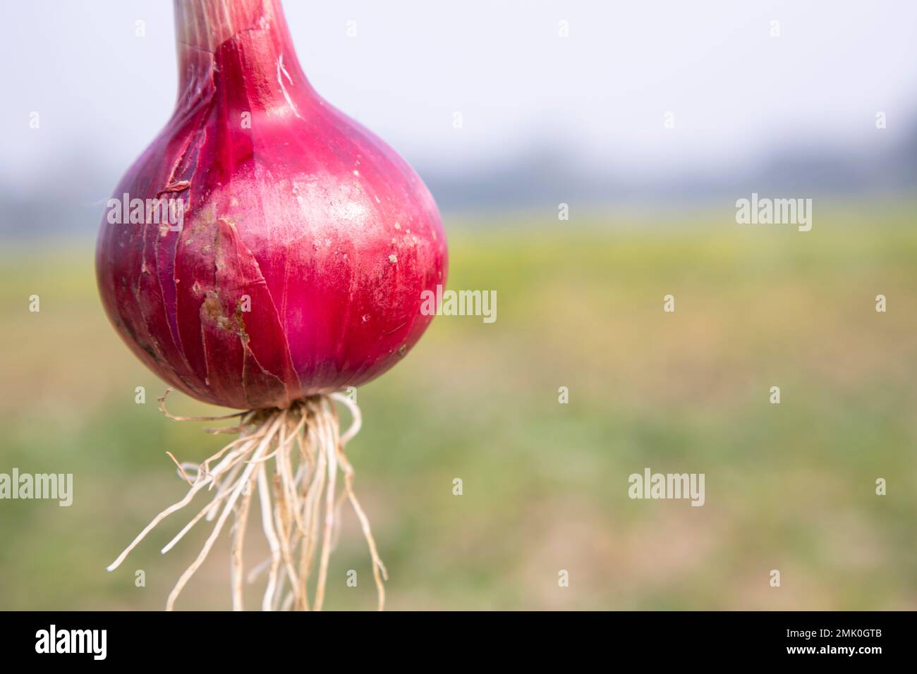 Red onion field hi-res stock photography and images - Alamy