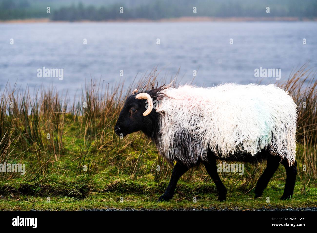 Sheep in Connemara region of Ireland Stock Photo - Alamy