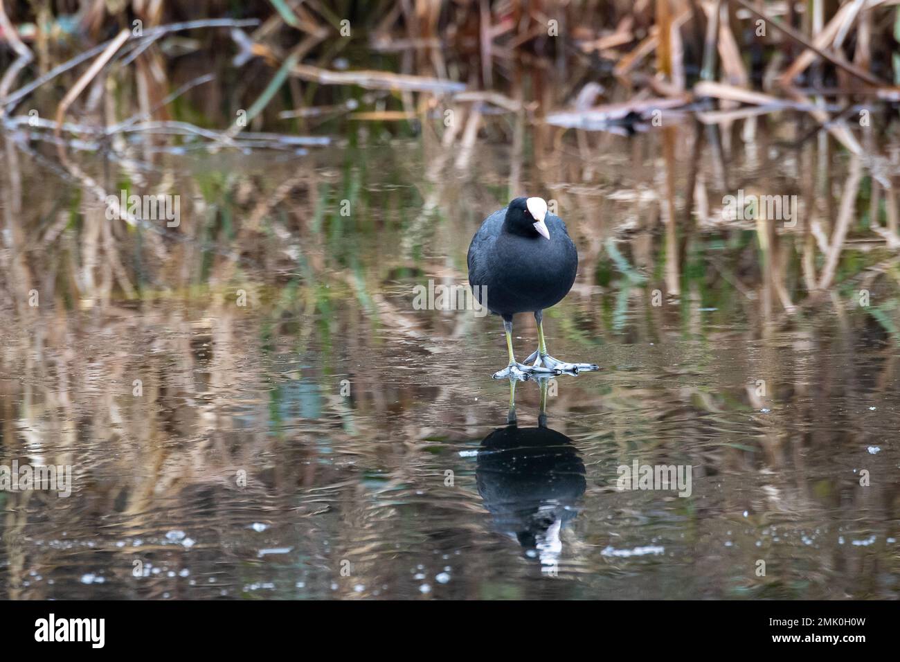 Slough, Berkshire, UK. 28th January, 2023. A reflection of a coot ...