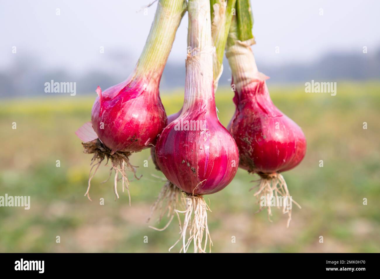 Red onion on the field in Bangladesh. (Shallot Stock Photo - Alamy
