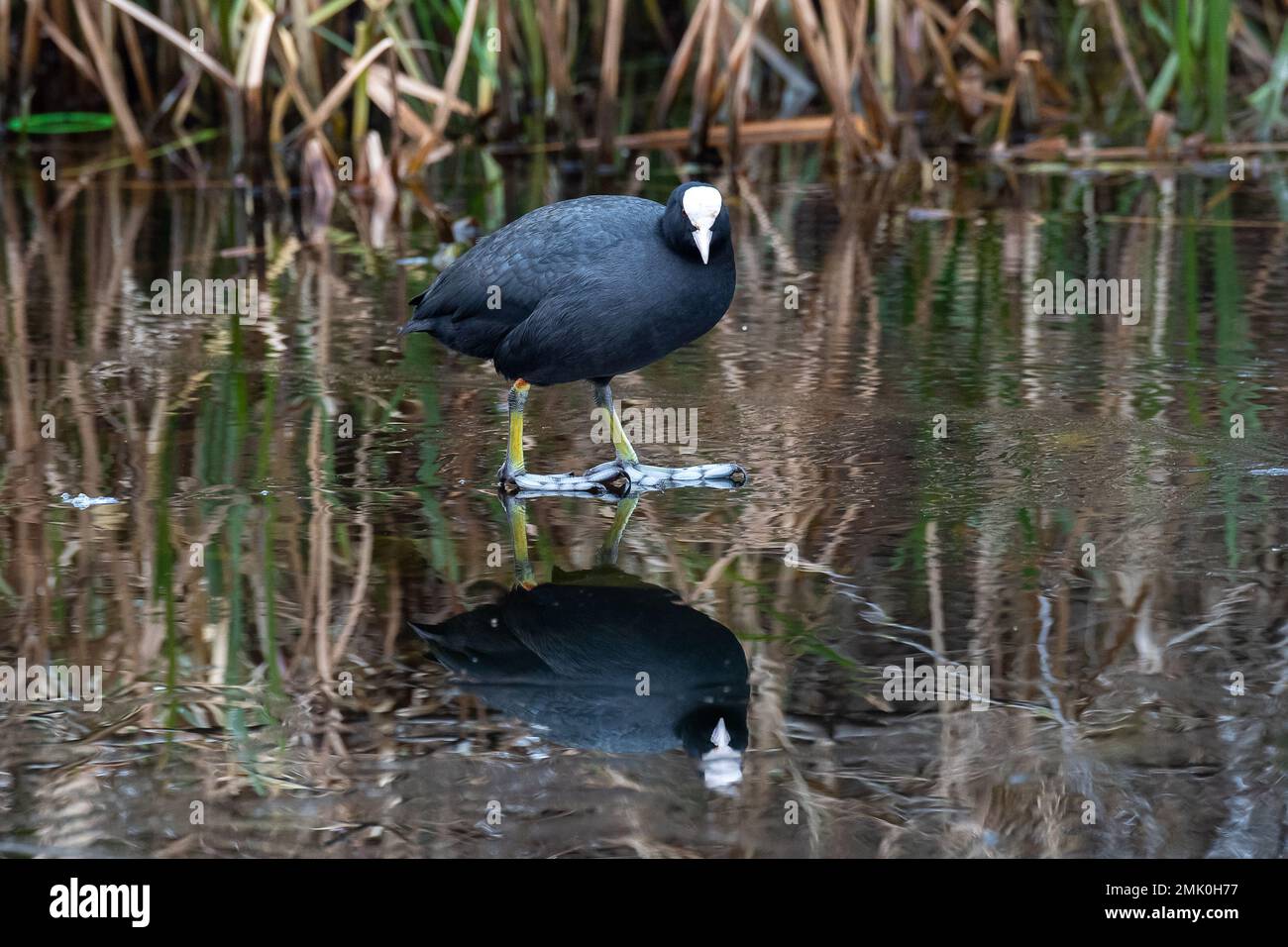 Slough, Berkshire, UK. 28th January, 2023. A reflection of a coot ...