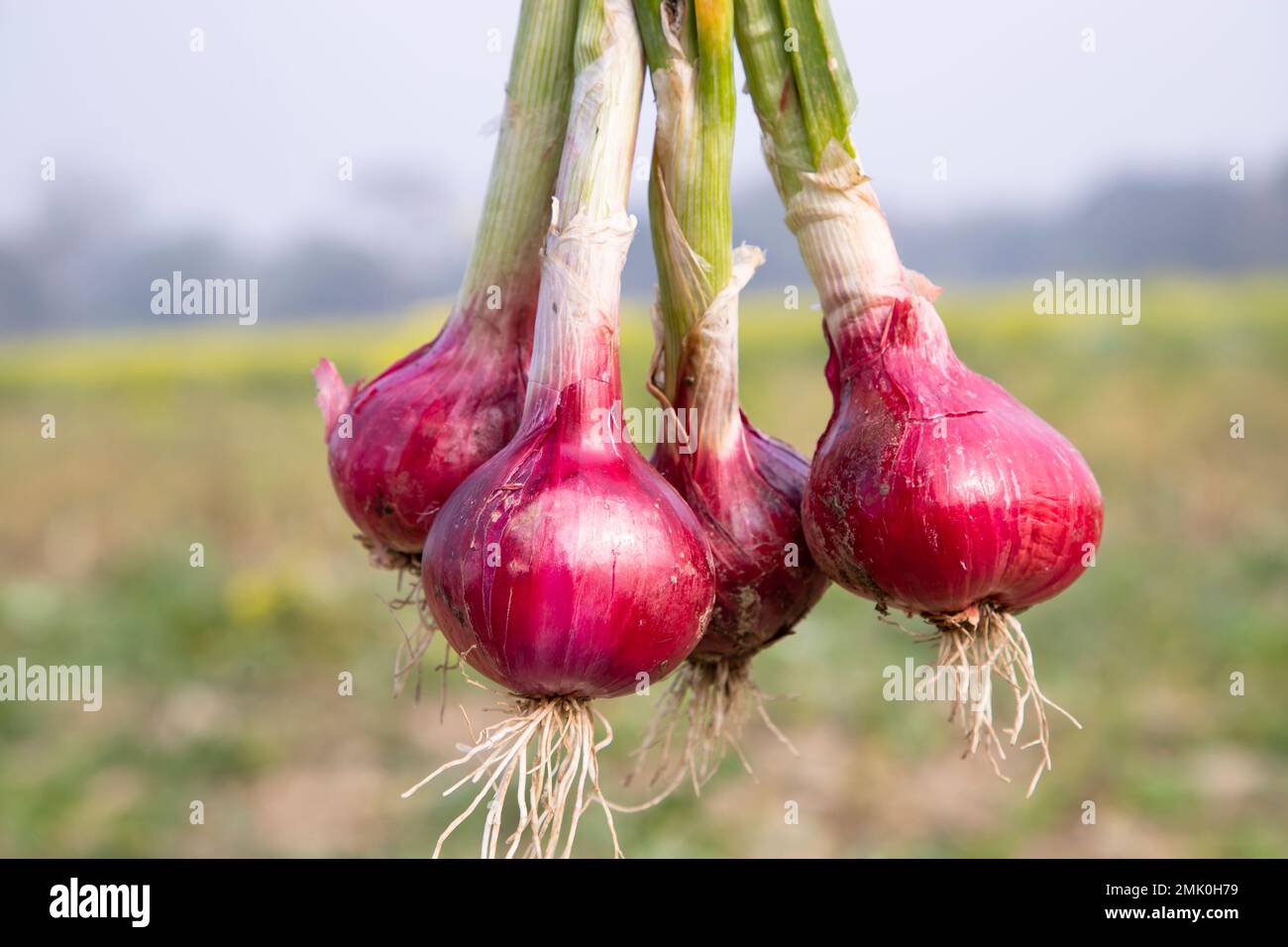 Red onion on the field in Bangladesh. (Shallot Stock Photo - Alamy