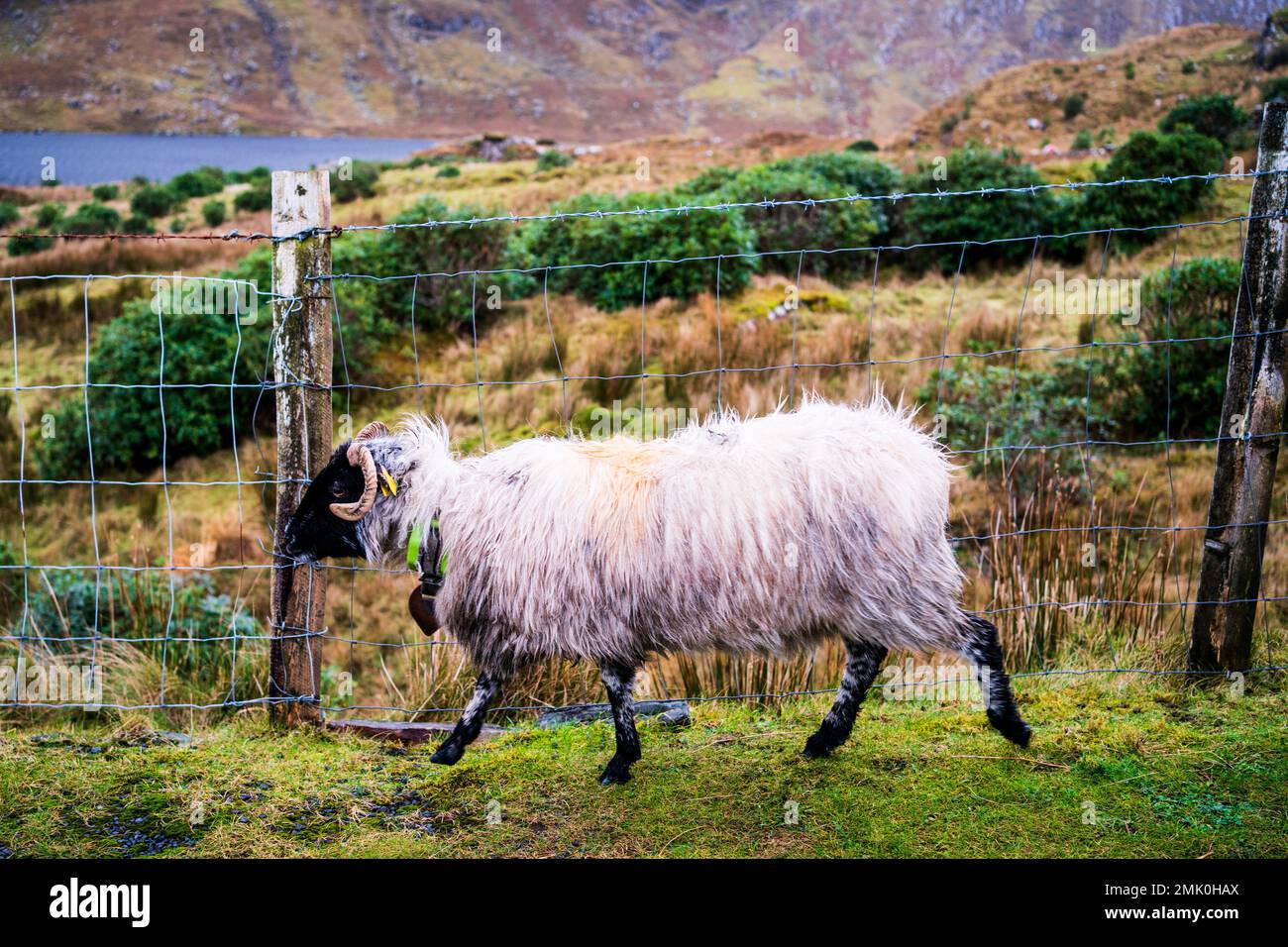 Connemara hill sheep hi-res stock photography and images - Alamy