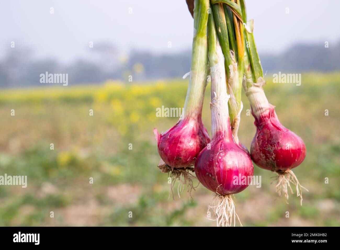 Vegetable farming bangladesh hi-res stock photography and images - Alamy