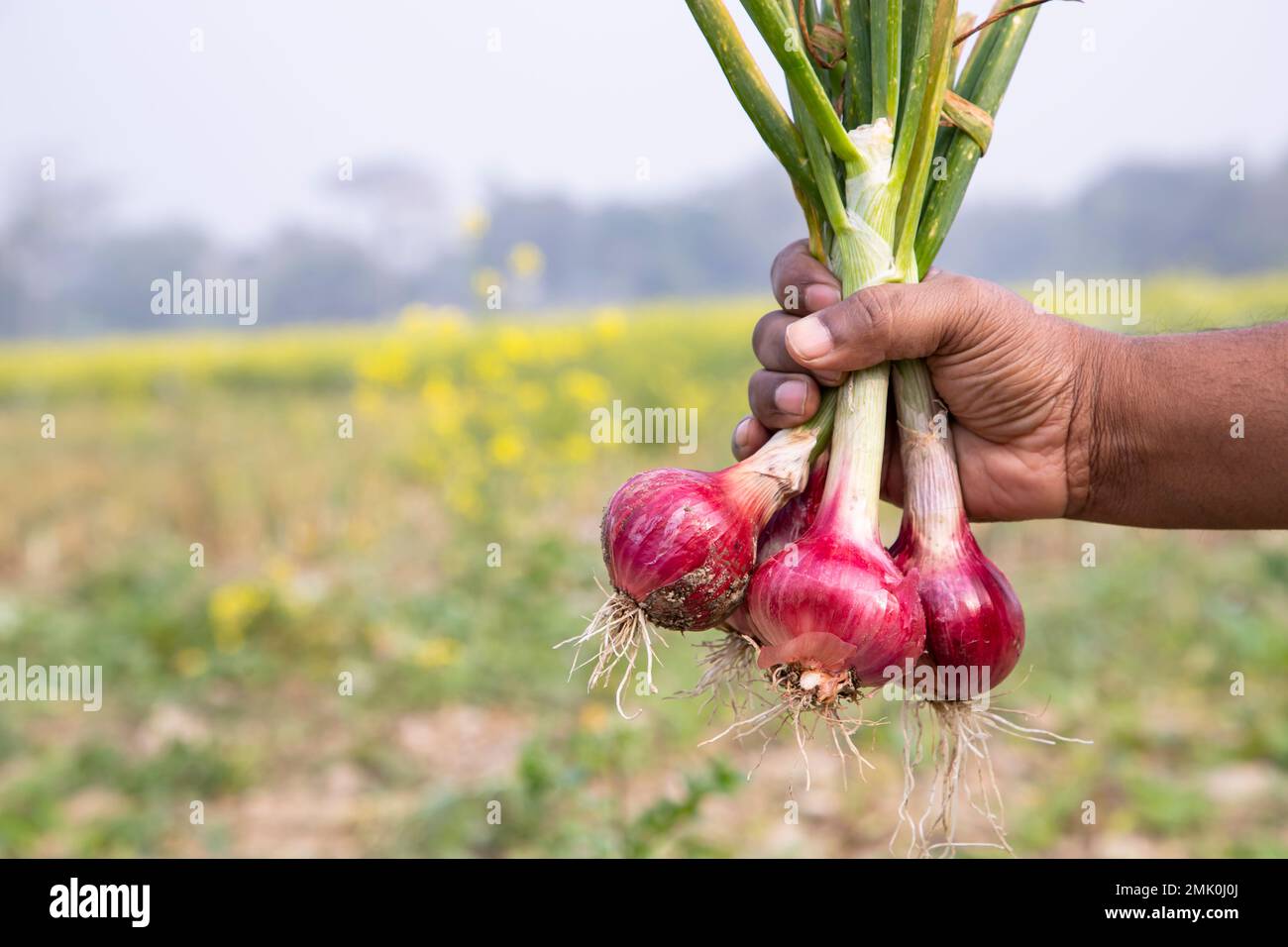 Red Onion Plantation