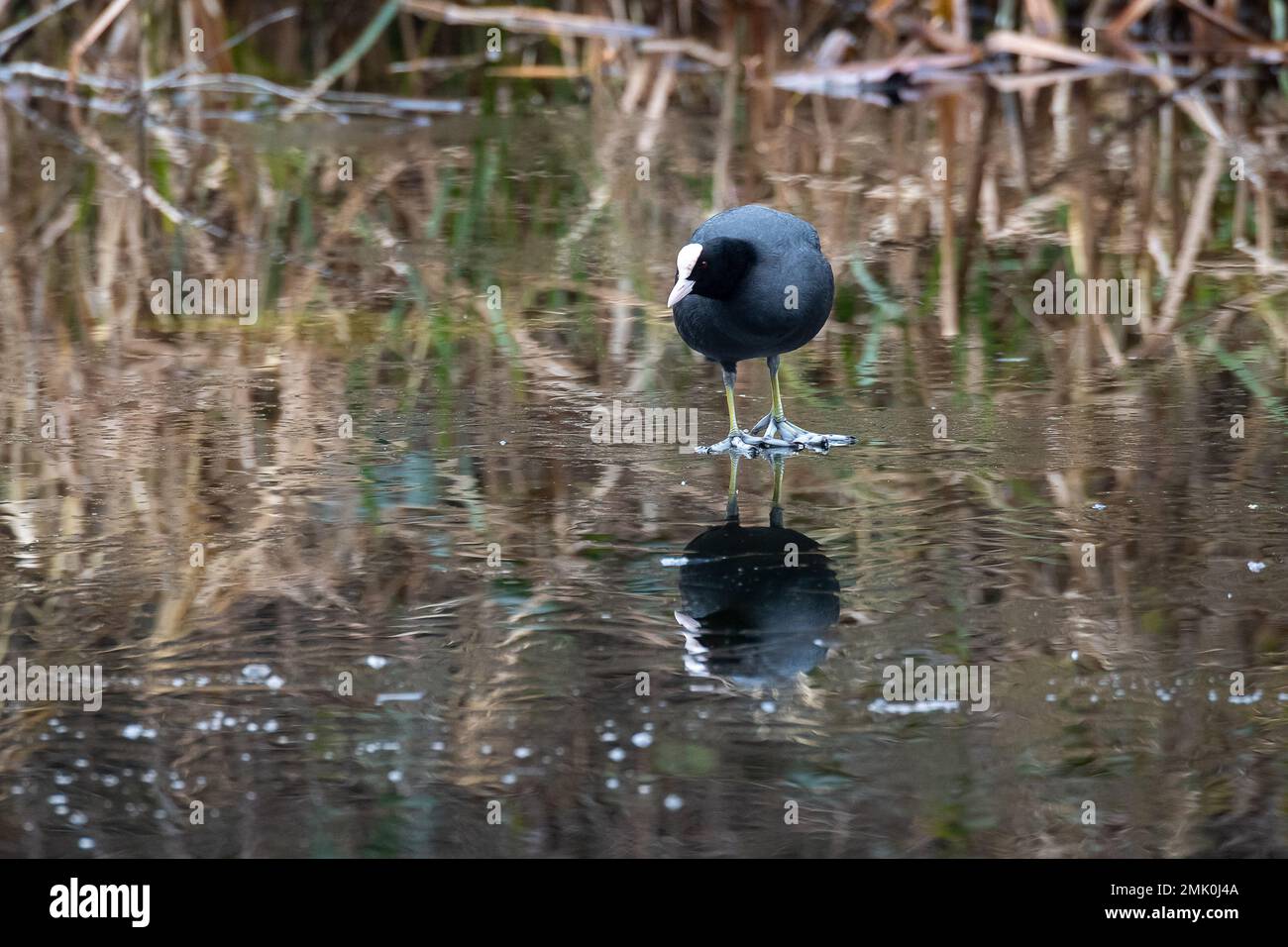 Slough, Berkshire, UK. 28th January, 2023. A reflection of a coot ...