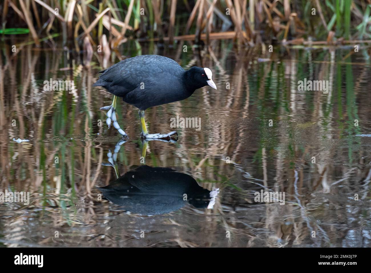 Slough, Berkshire, UK. 28th January, 2023. A reflection of a coot ...
