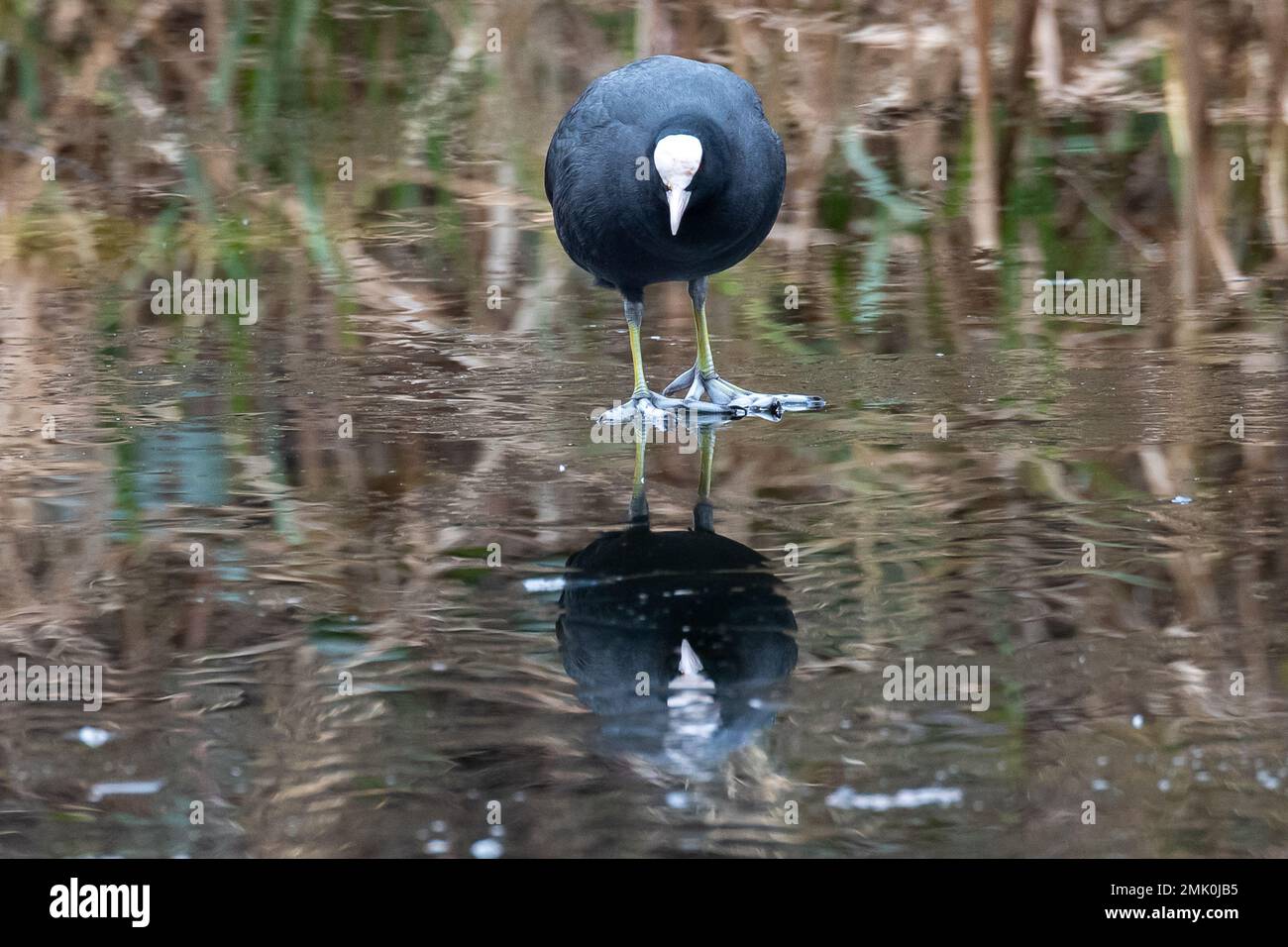 Slough, Berkshire, UK. 28th January, 2023. A reflection of a coot ...