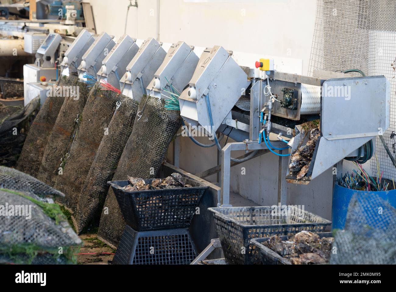 worker men in oyster farm collecting cages with oysters sorting selling ...