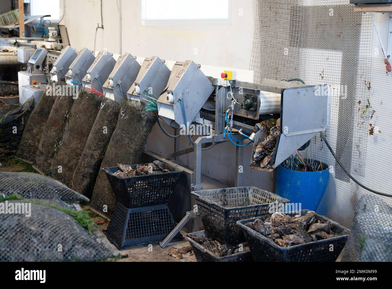 interior of an oyster farm in oysters size sorting operation Stock ...