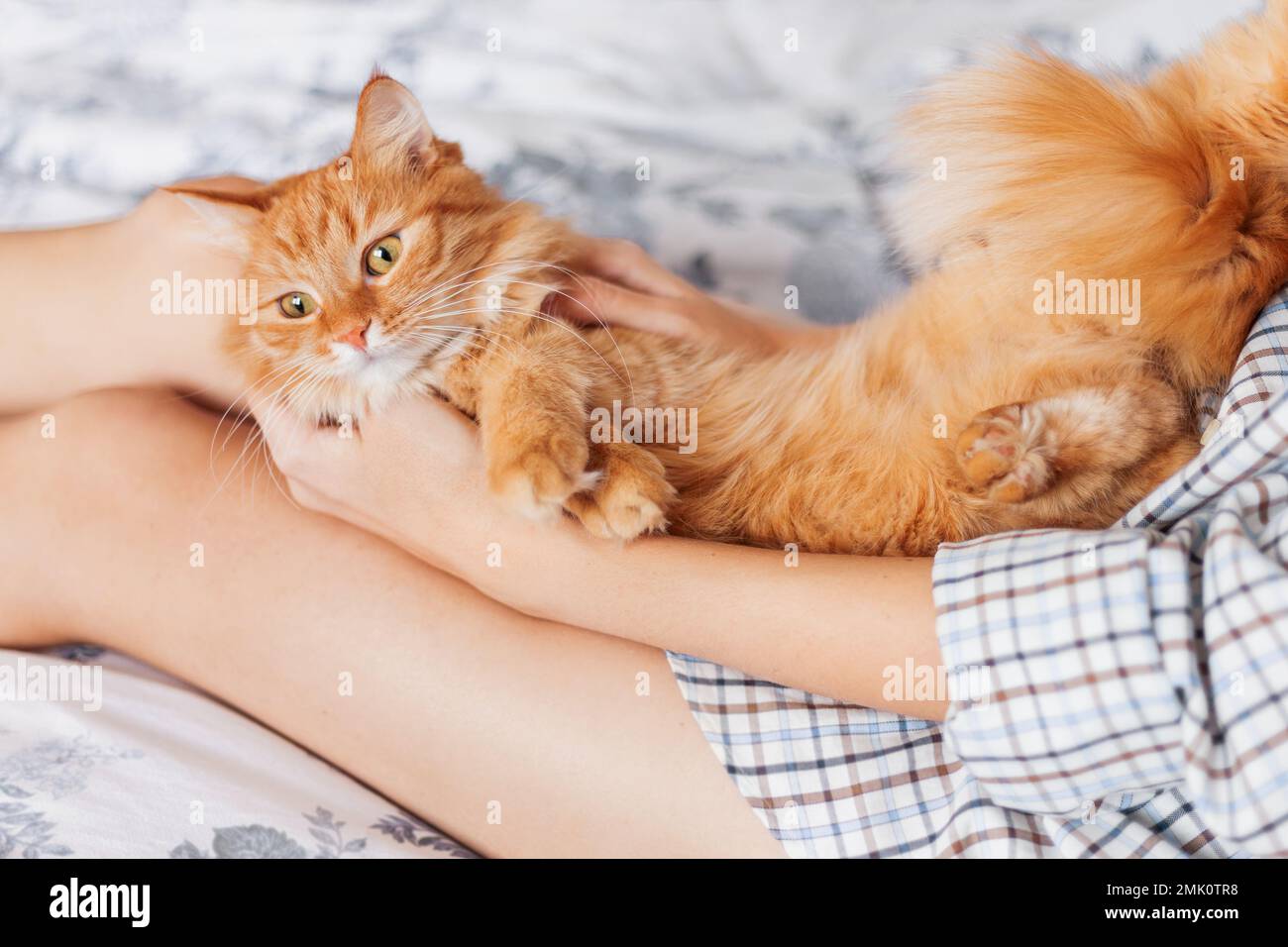 Woman is cuddling cute ginger cat. Fluffy domestic animal with pet ...