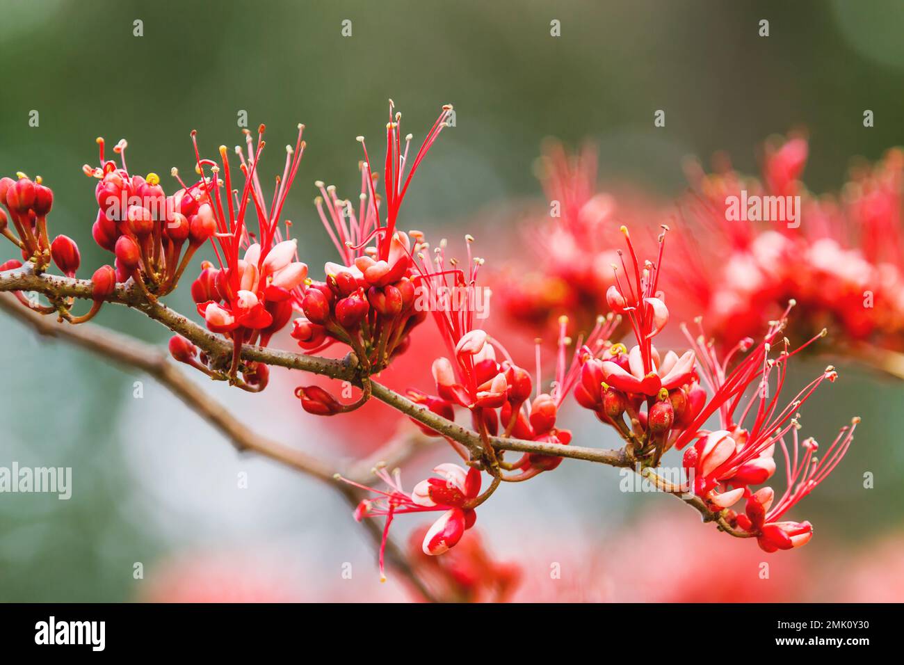 Tropical plant Barnebydendron riedelii, also known as monkey-flower ...