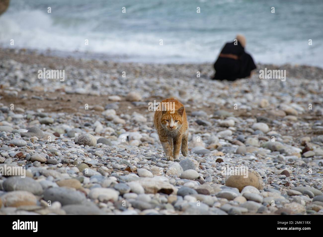 A homeless ginger cat wandering on the beach in search of food Stock ...