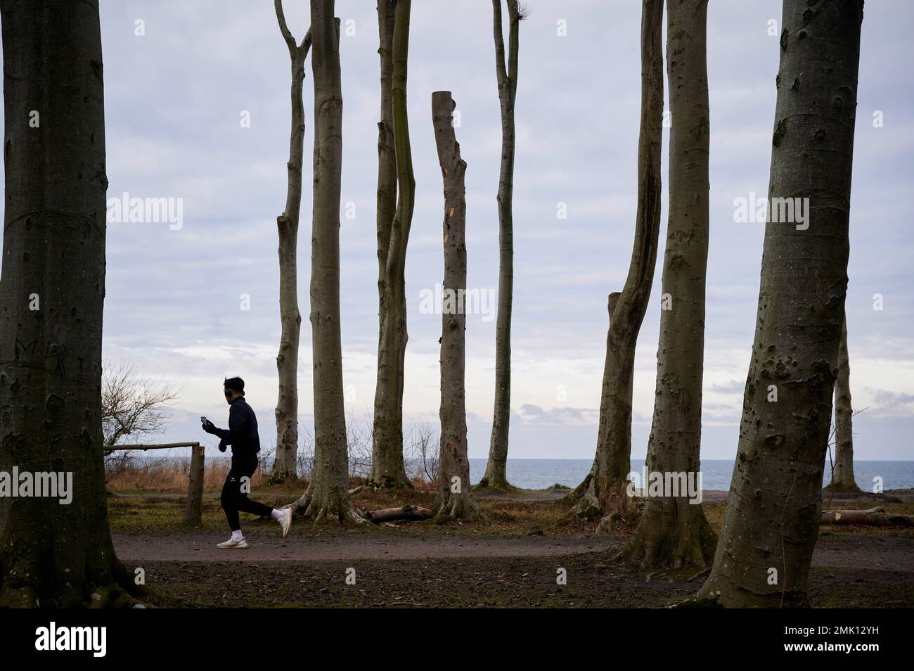 Nienhagen, Germany. 28th Jan, 2023. In the so-called "ghost forest" in ...