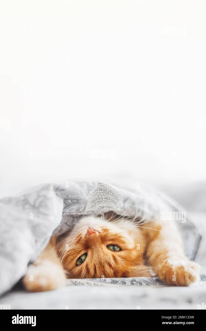Cute ginger cat sleeps in bed under blanket. Fluffy pet has a nap in ...