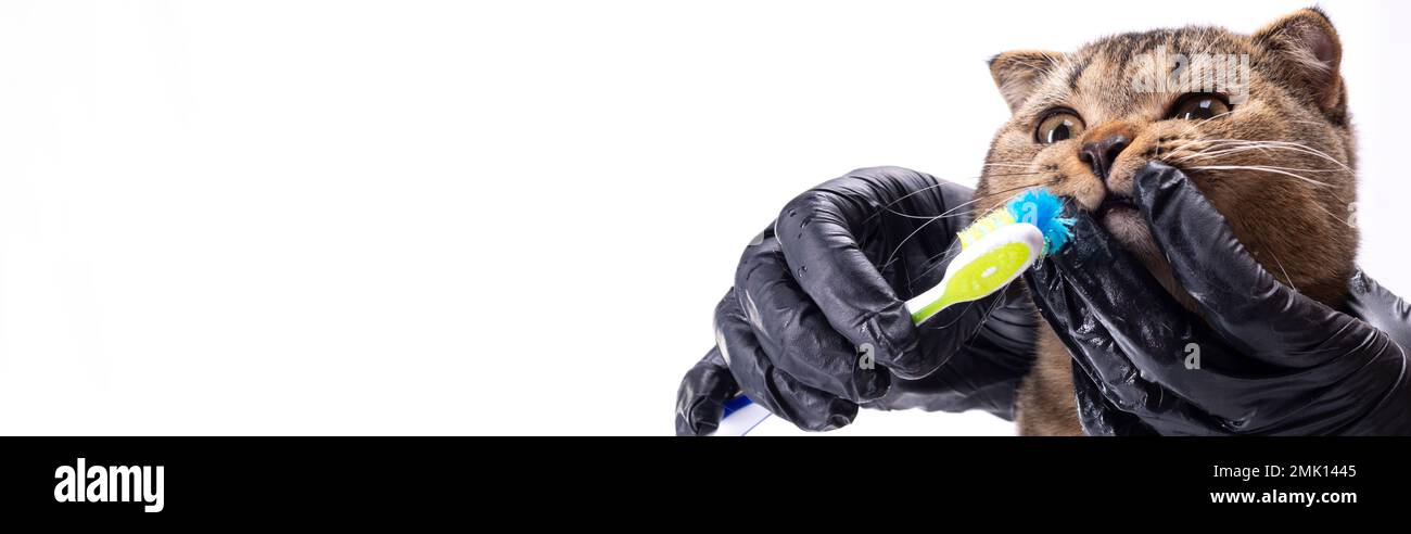 A veterinarian brushes the teeth of a brown Scottish Fold cat. Cat brushing teeth Stock Photo ...