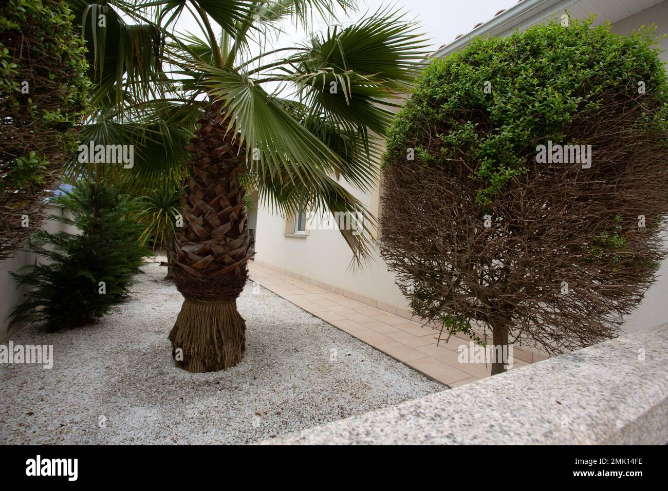 little palm tree popular plant in home garden tropical gardens Stock ...