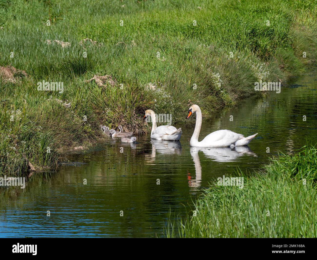 The swan family. Two swans with chicks on the stream near the shore ...