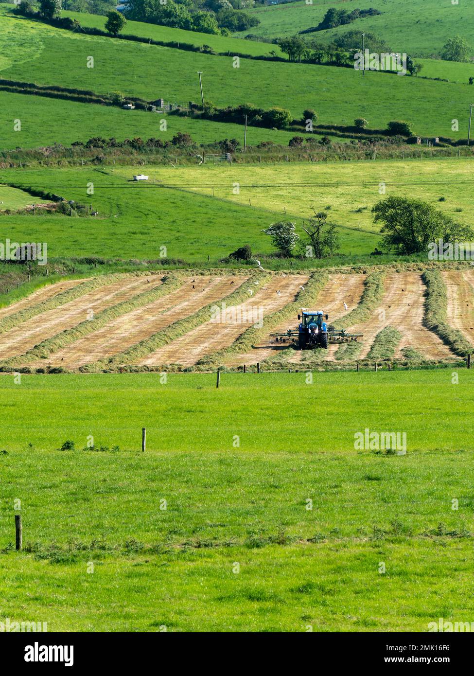A tractor turns the grass in the hayfield, spring. Agricultural work on a farmer's field in ...