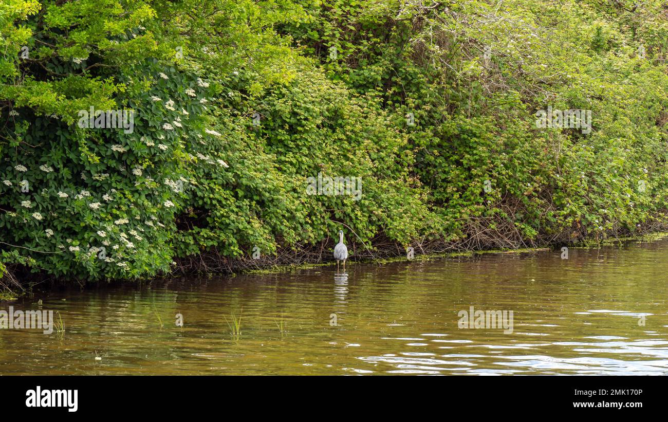 Swampy terrain and white bird. The shores of the lake are overgrown ...