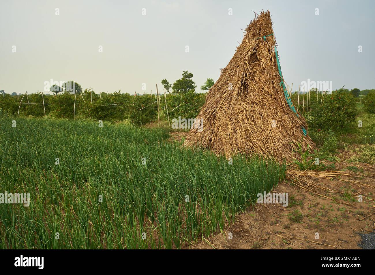 Onion farming india hi-res stock photography and images - Alamy