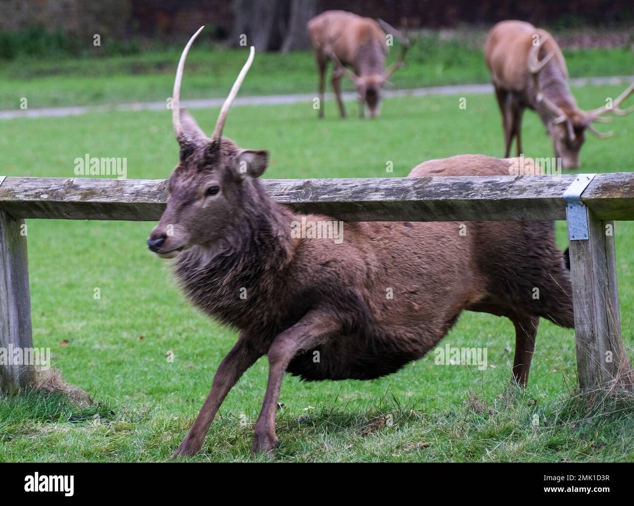 Photo: Jacquelin Magnay Stock Photo - Alamy