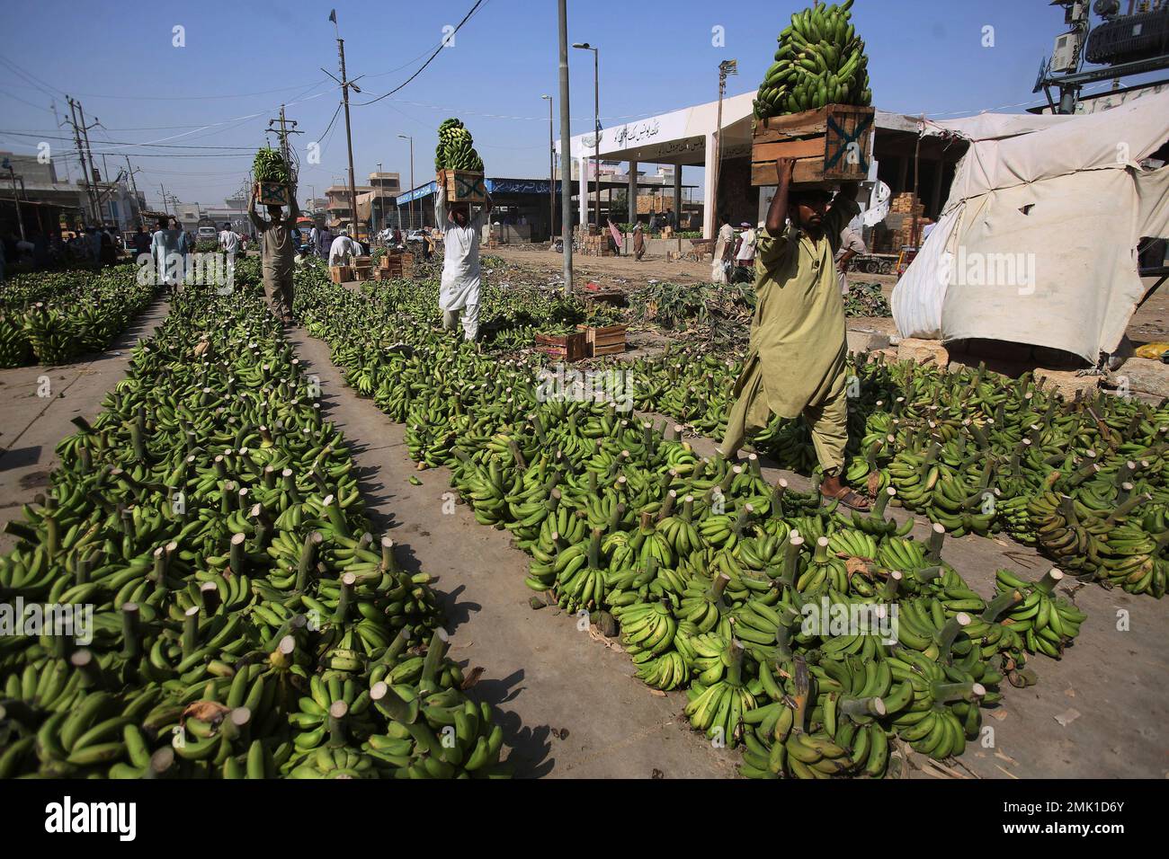 Pakistani workers sort bunches of bananas to be auctioned at a ...