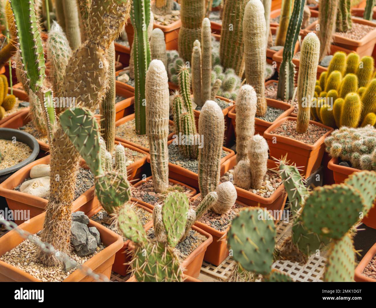 Collection of different cacti. Cactus, thorned plant. Botanical hobby ...