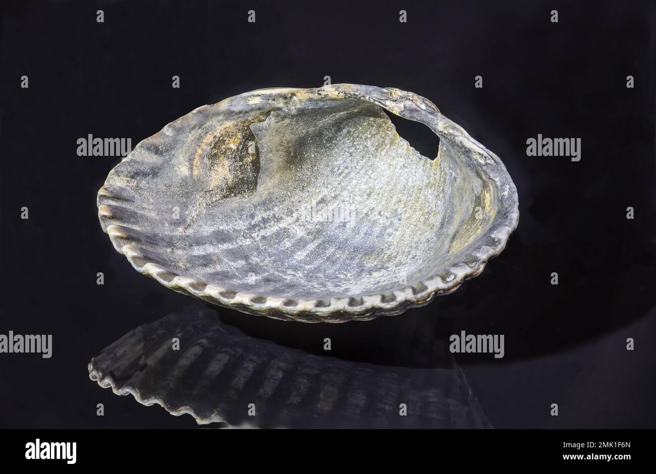 Cardiida hi-res stock photography and images - Alamy