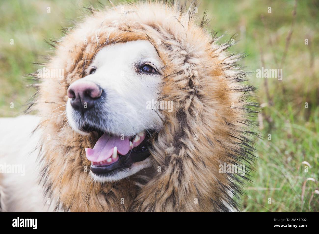 golden retriever dog with fur around the neck like a mane of a lion ...